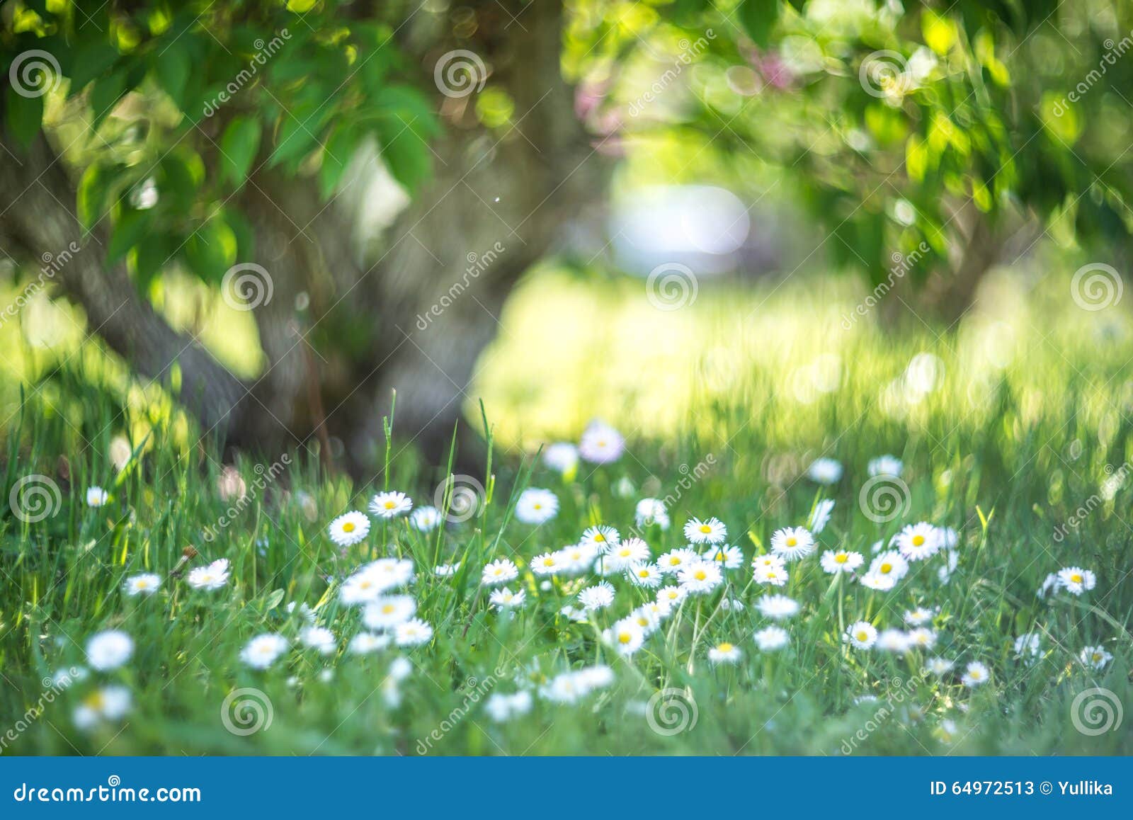 White spring flowers stock image. Image of forest, flora - 64972513