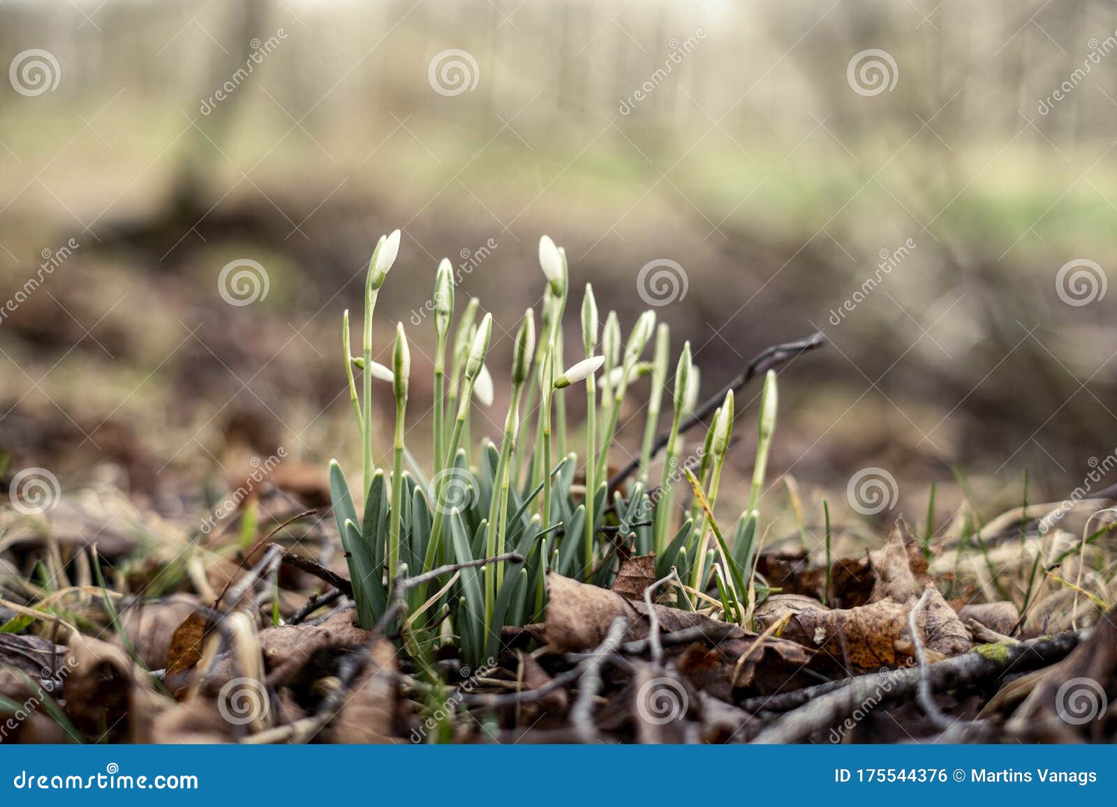 White Spring Flowers Blooming in the Field Stock Photo - Image of ...