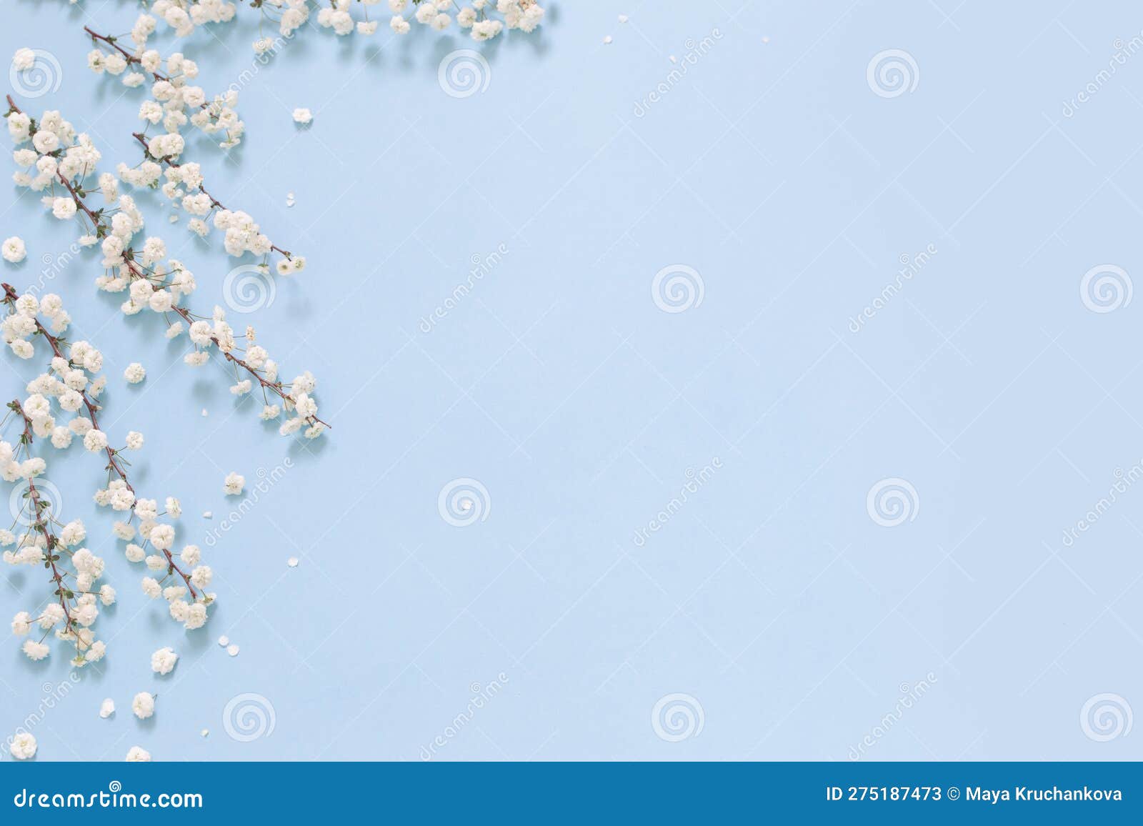 White Spring Flowers on Blue Background Stock Image - Image of bunch ...