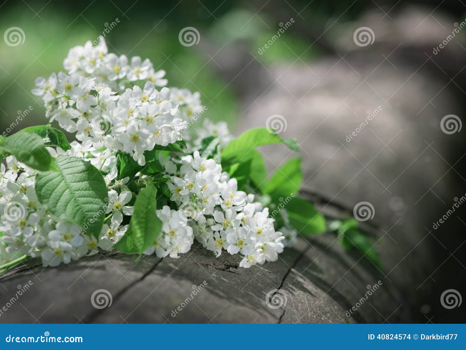 White spring flowers stock photo. Image of fresh, beam - 40824574