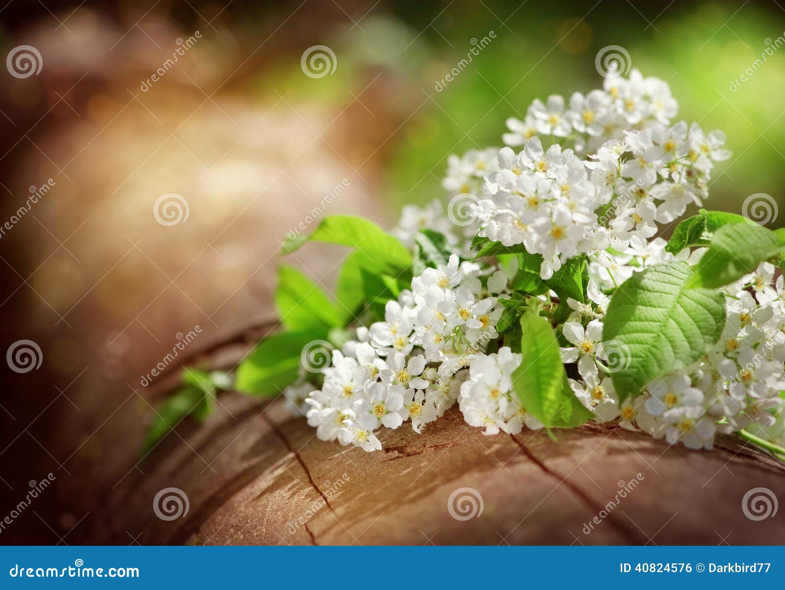 White spring flowers stock photo. Image of bouquet, detail - 40824576