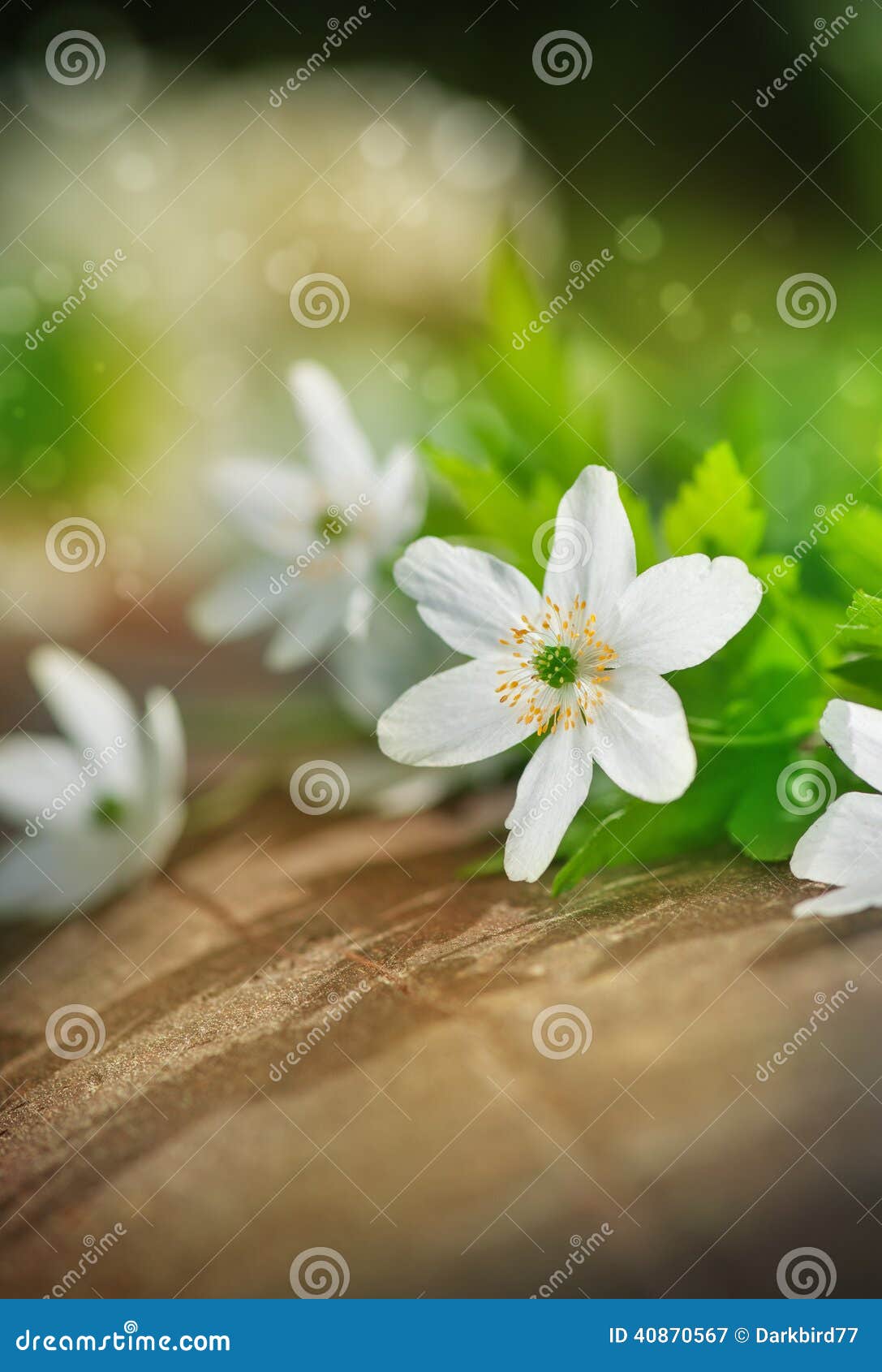 White spring flowers stock image. Image of beauty, flora - 40870567