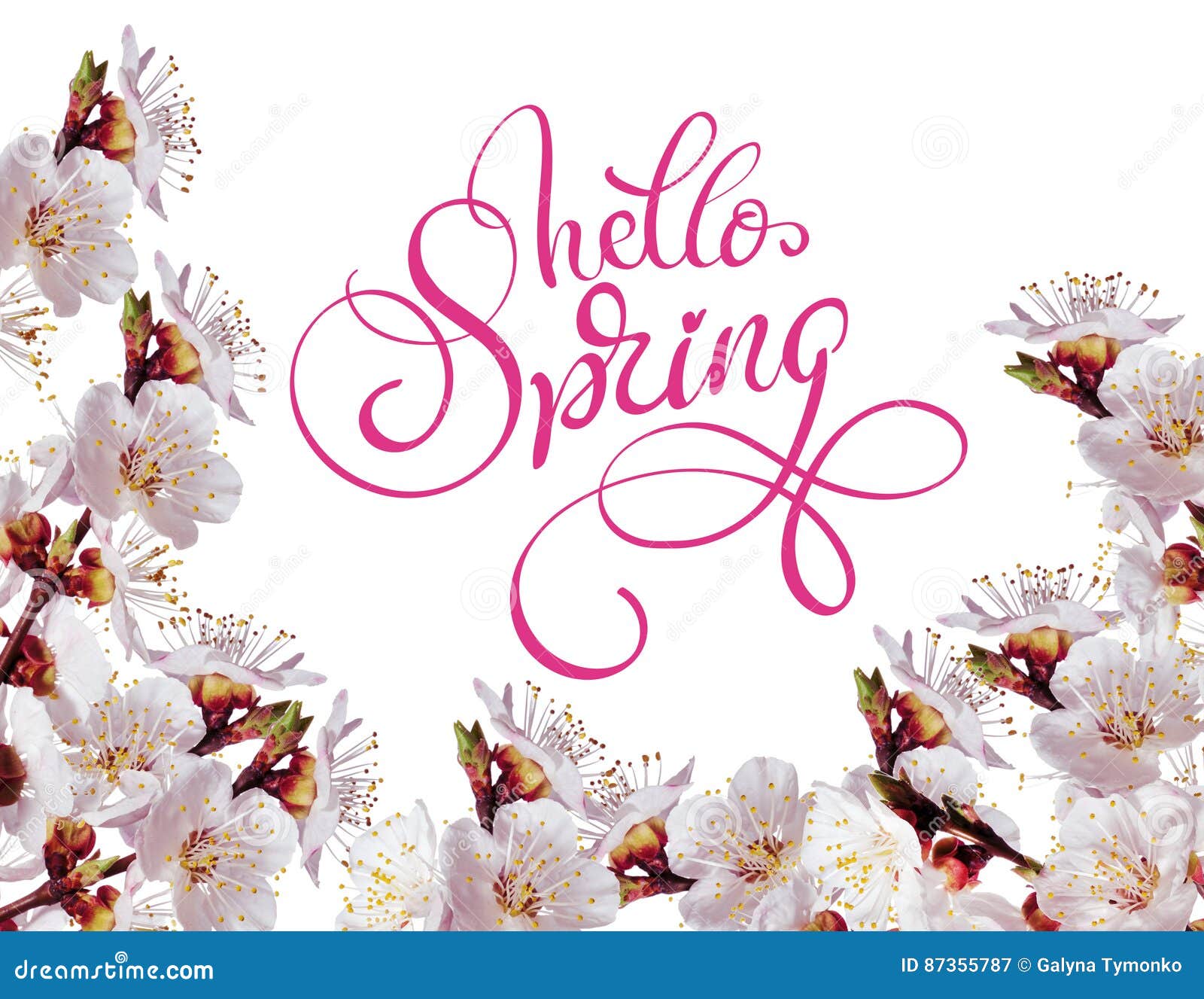 White Spring Flowers on a Branch and Text Hello Spring. Calligraphy ...