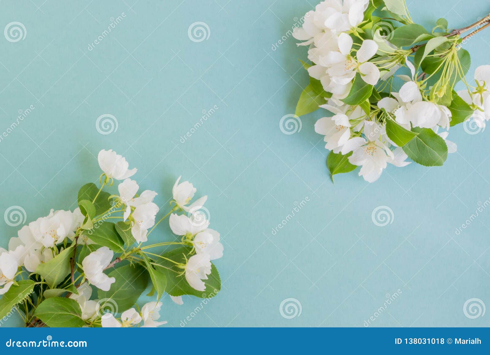 White Spring Flowers on a Light Blue Background Stock Photo - Image of ...