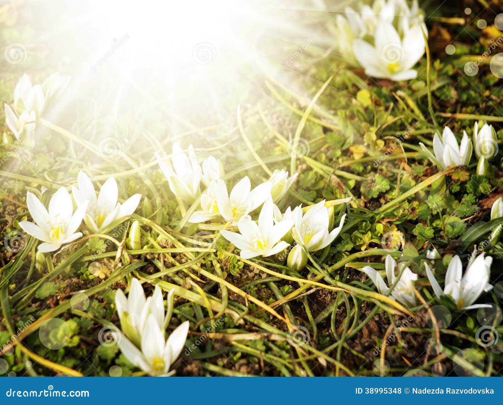 White Spring Flowers stock photo. Image of white, blossom - 38995348