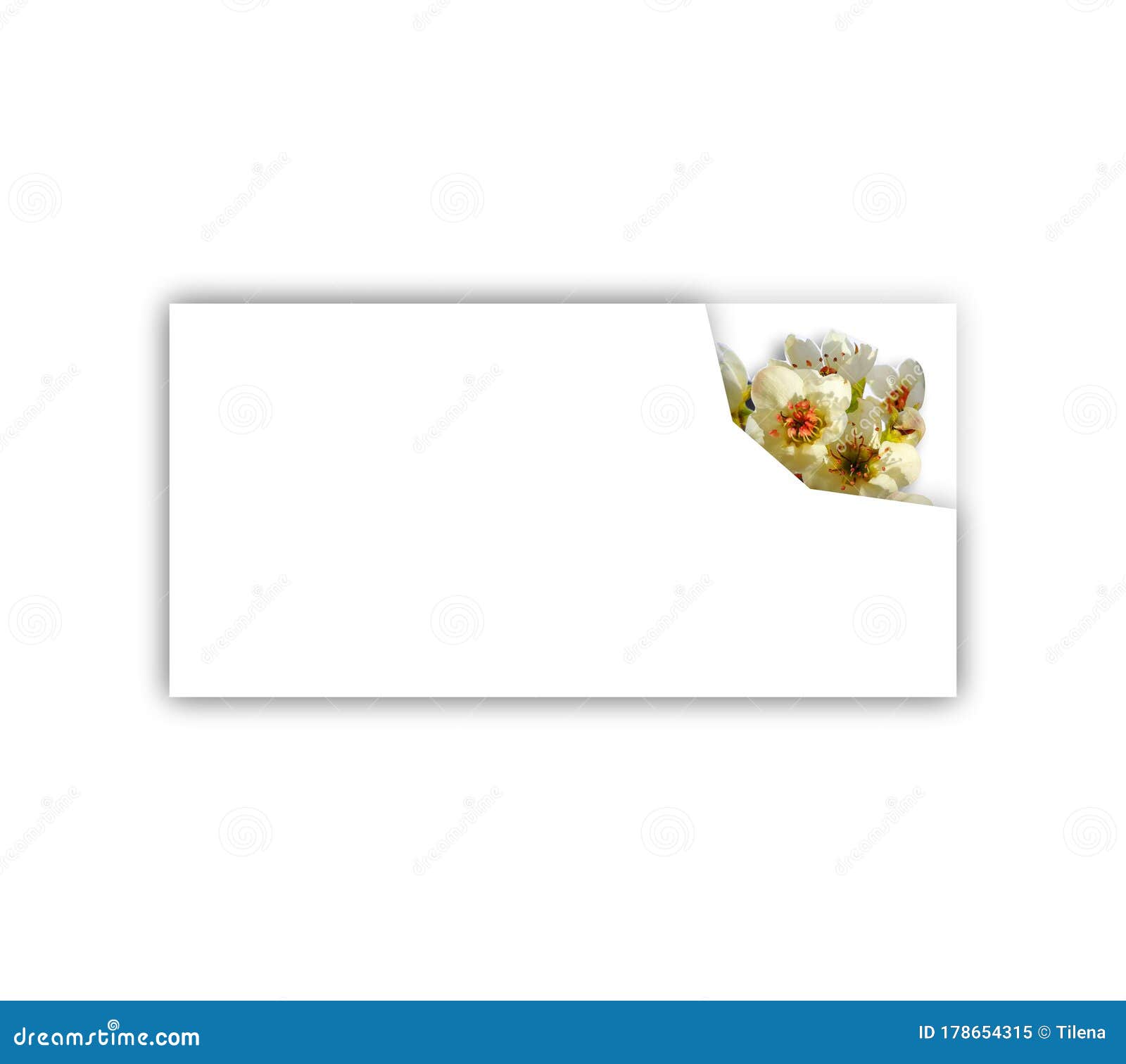 White Spring Flowers Placed at the Corner of a Rectangular Shape Stock ...