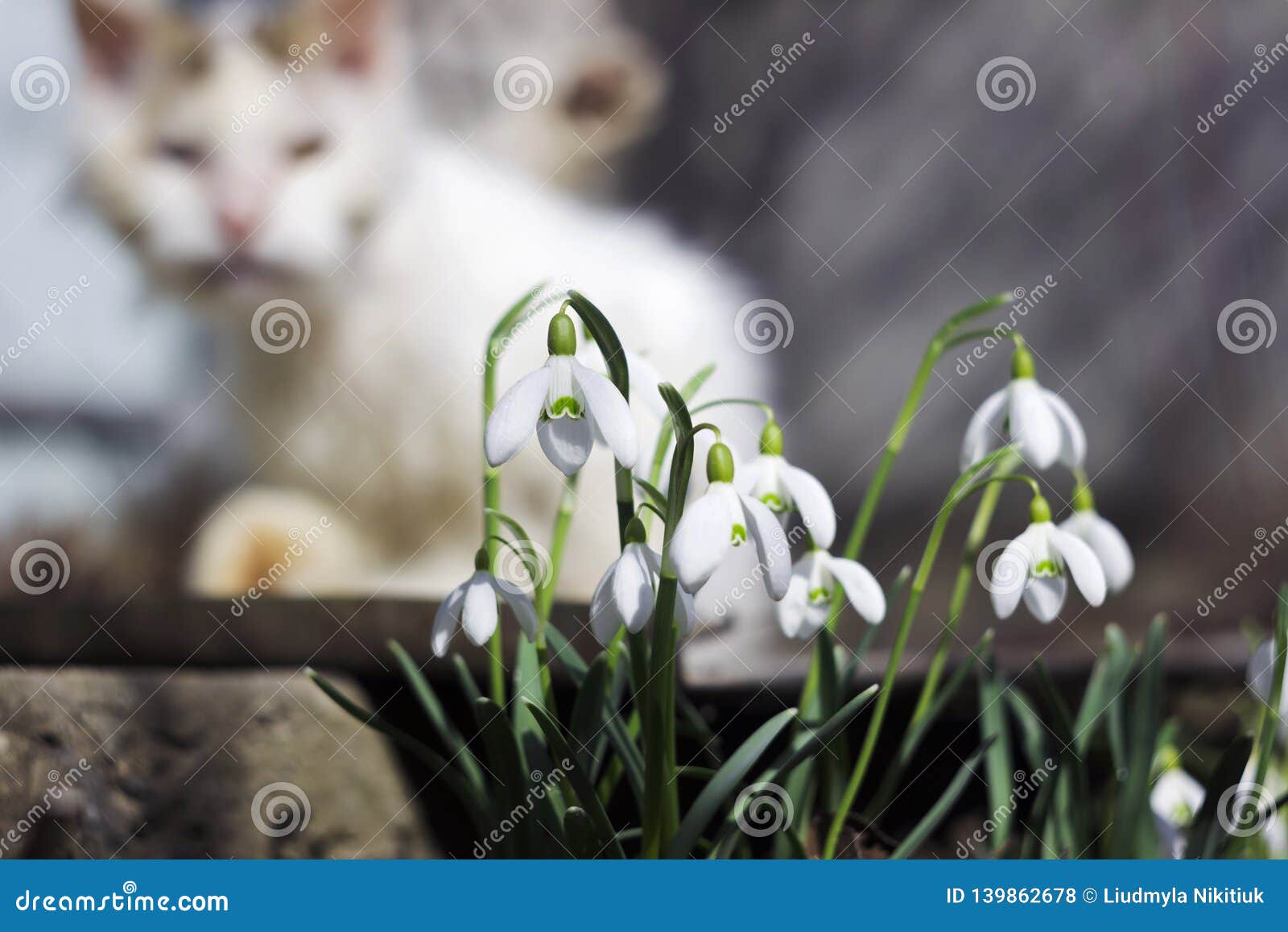 White Spring Flowers-snowdrops and White Cat in the Background, Season ...
