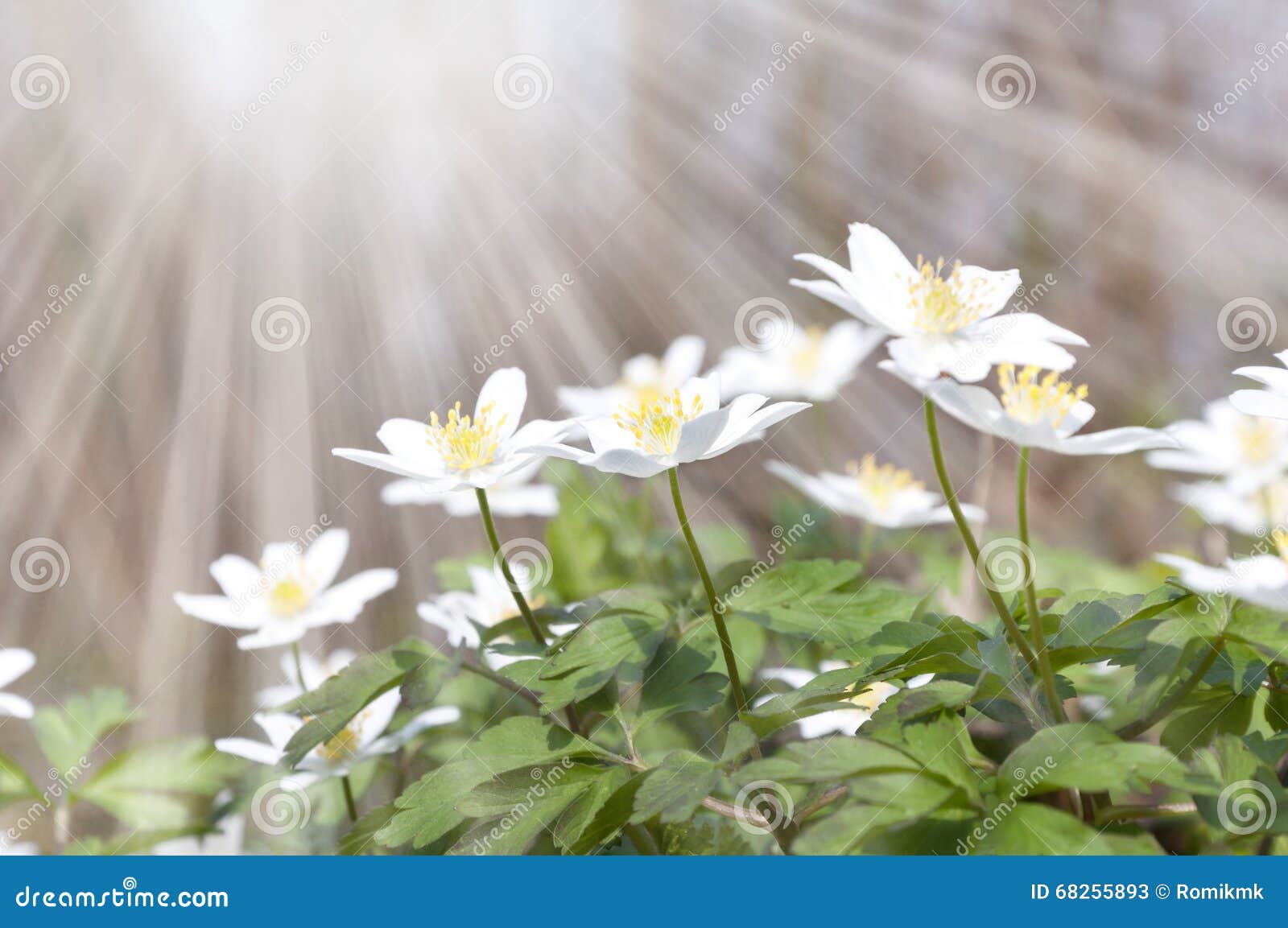 White Spring Flowers and Sun Rays Stock Image - Image of rays, violets ...