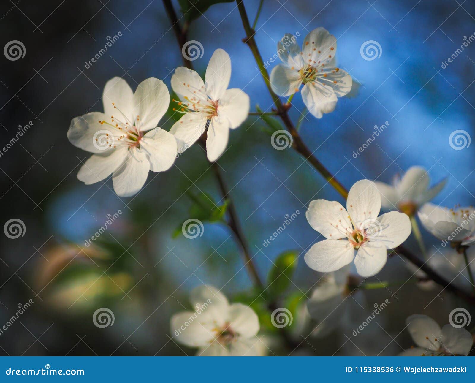 Spring Flowers in the Sunshine Stock Photo - Image of grow, sunshine ...