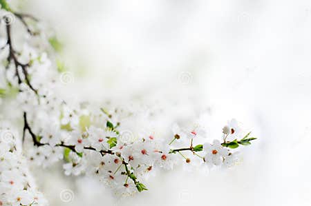 White Spring Flowers on a Tree Branch Stock Photo - Image of leaves ...