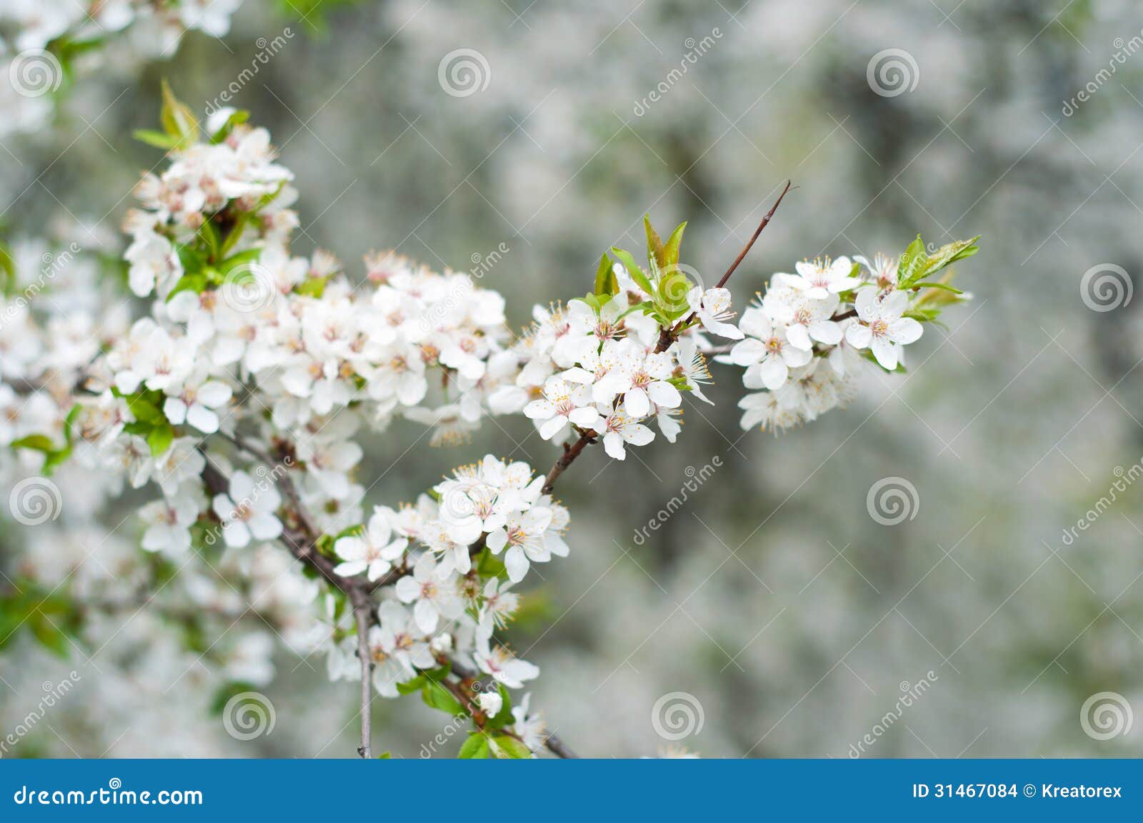 White spring flowers stock photo. Image of garden, beautiful - 31467084