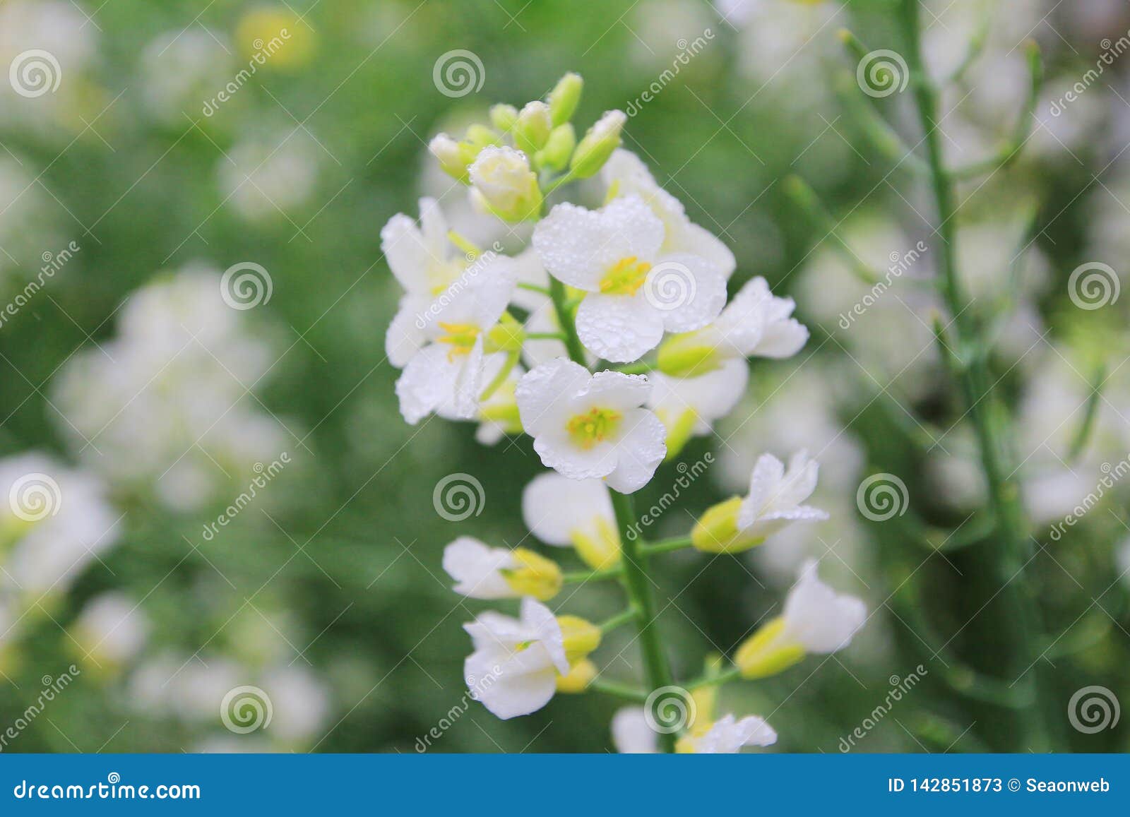 White spring flowers stock image. Image of botany, beauty - 142851873
