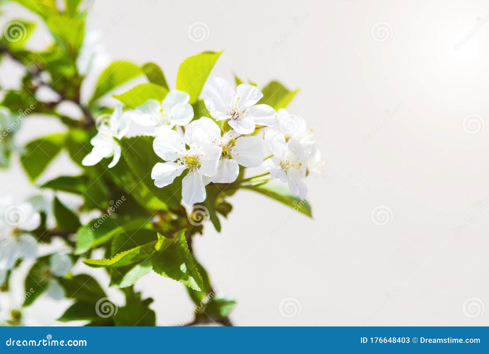 White Spring Flowers on a Tree. Spring Flowering Stock Image - Image of ...