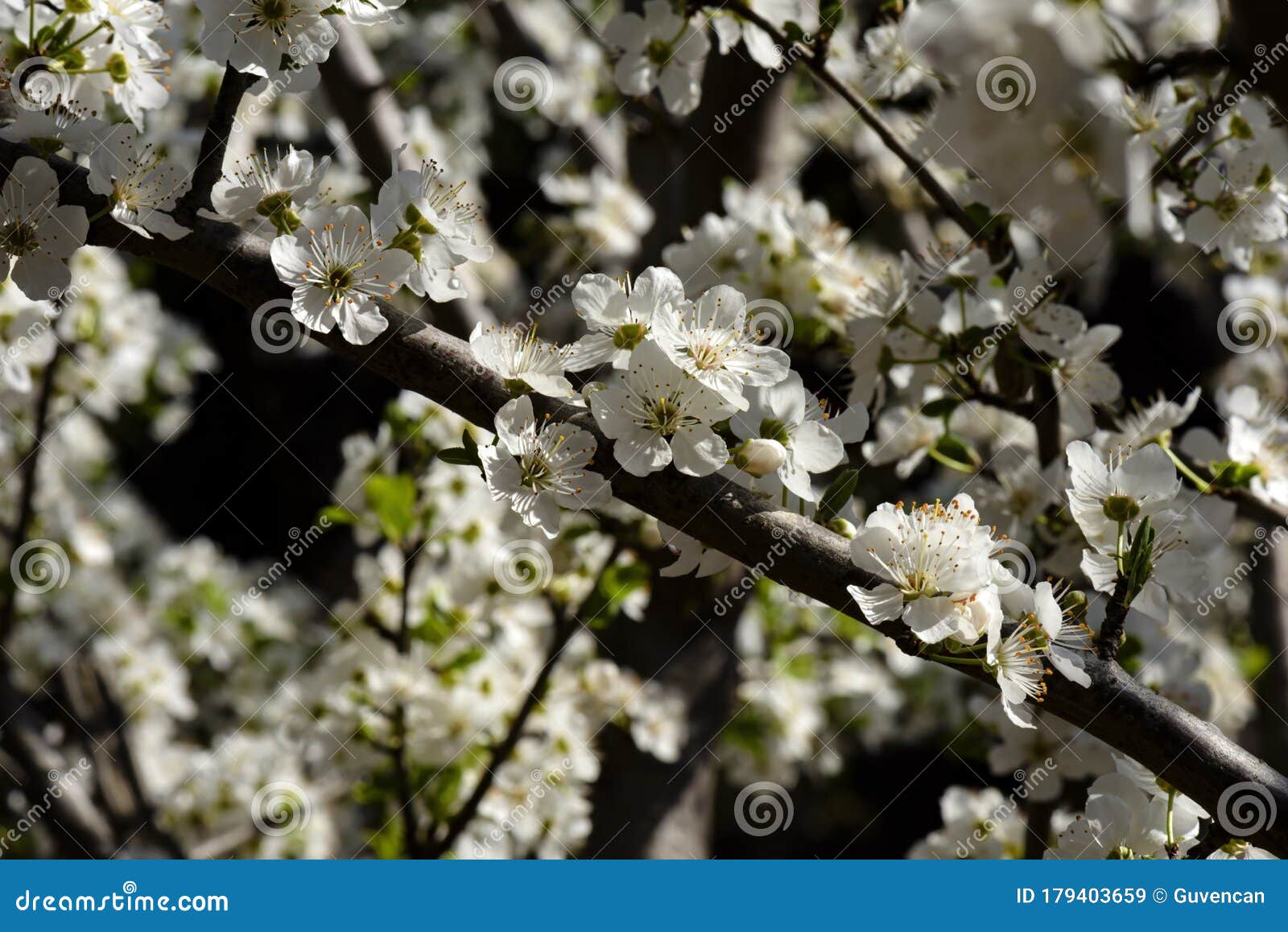 White Spring Flowers on Trees Stock Image - Image of trees, season ...