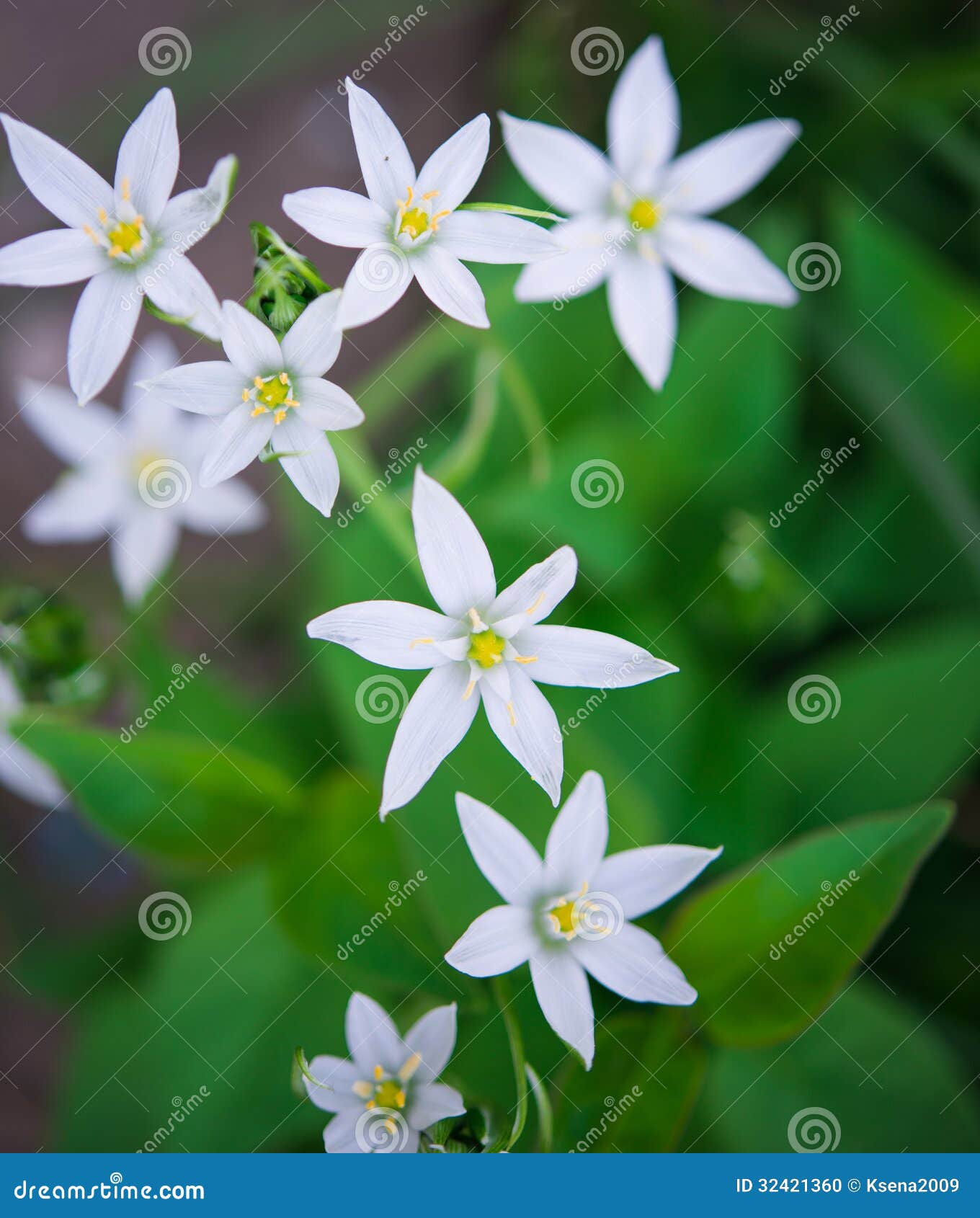 White spring flowers stock photo. Image of botany, leaf - 32421360