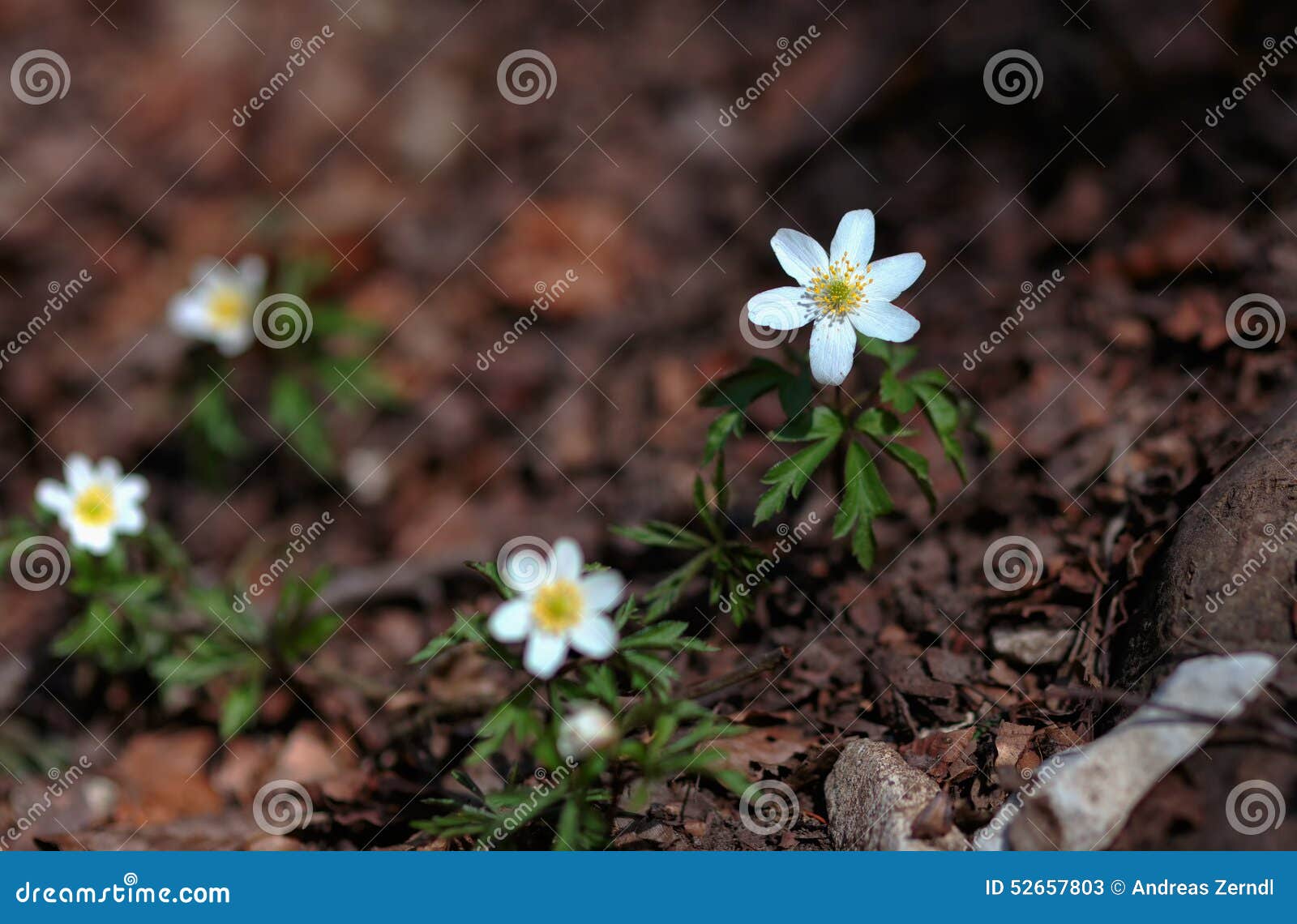 White Spring Flowers stock image. Image of spring, depth - 52657803