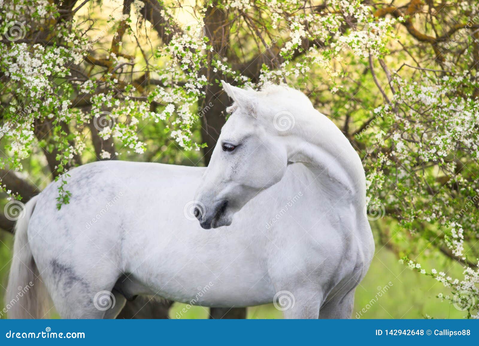 White spring horse stock photo. Image of equitation - 142942648