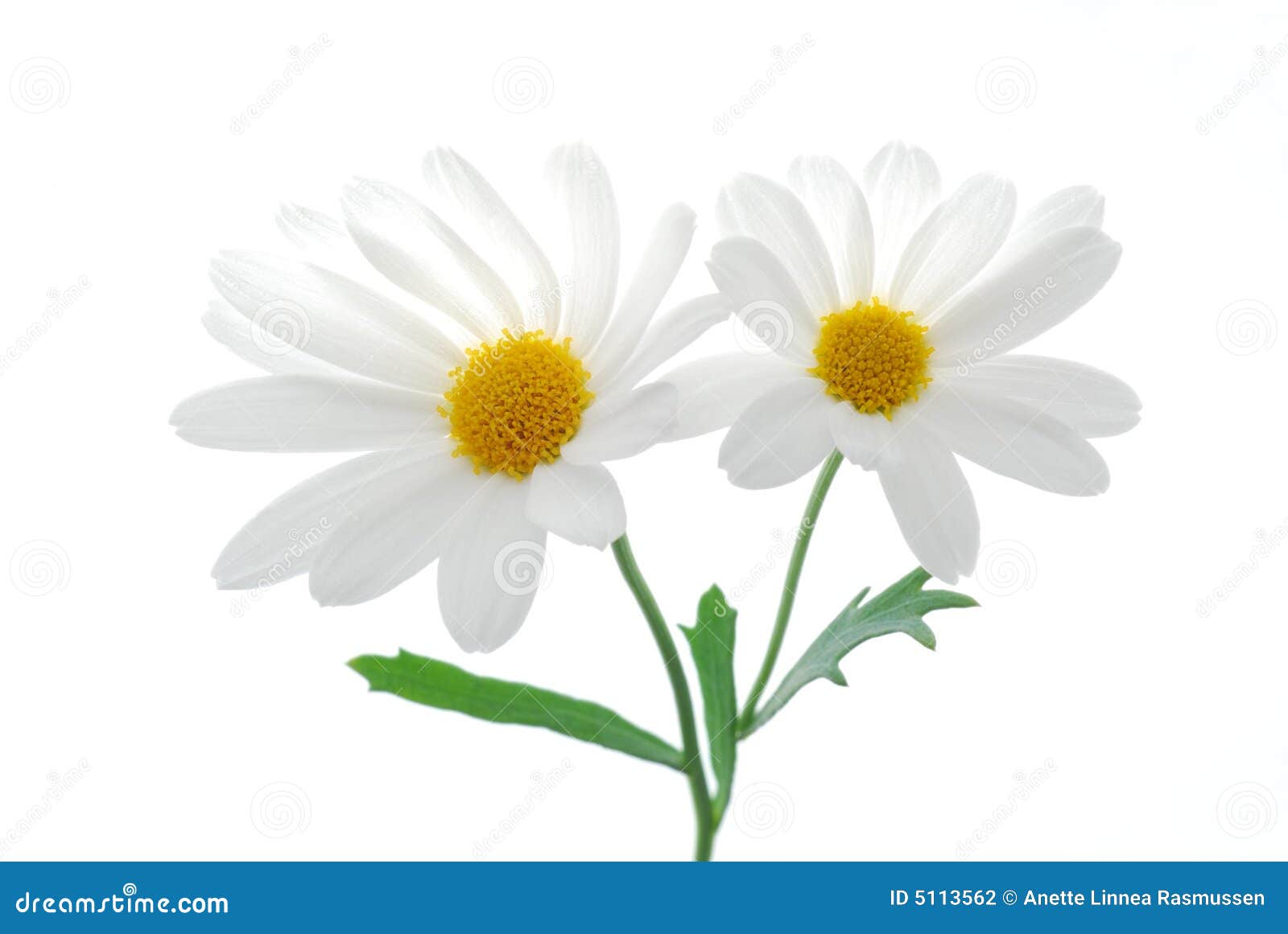 White spring marguerite stock photo. Image of composite - 5113562