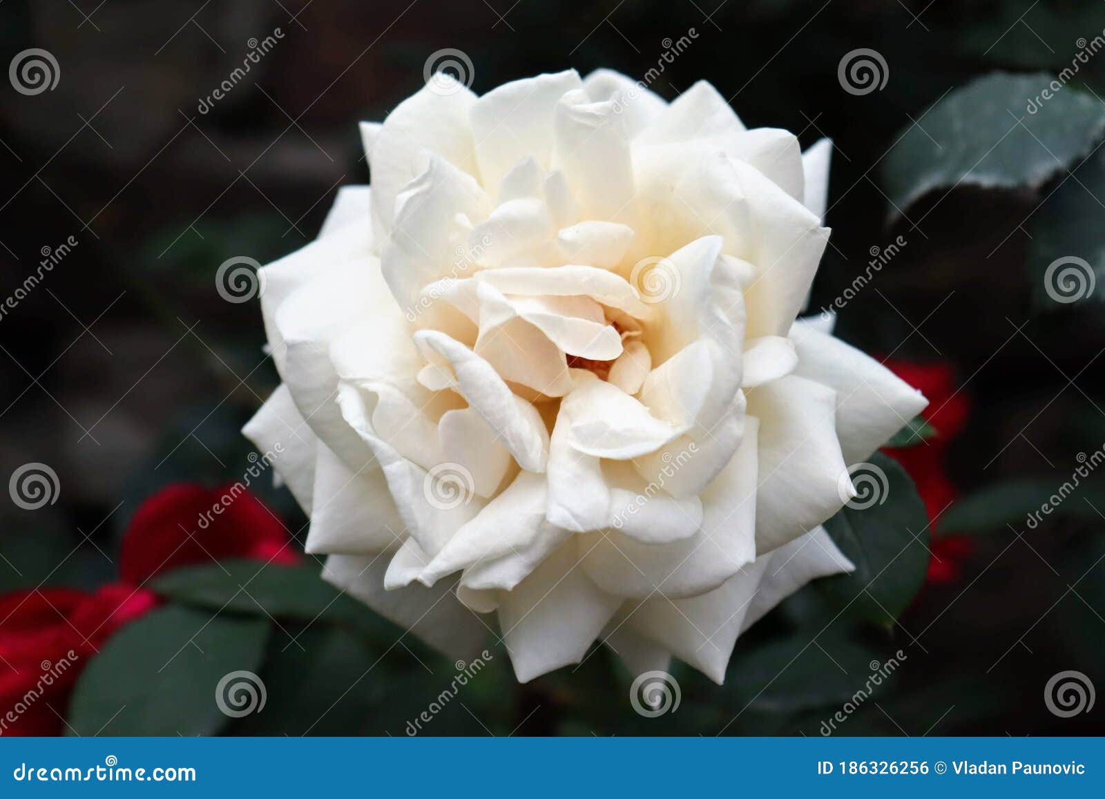 White Spring Rose Fully Bloomed Stock Photo - Image of spring, gardens ...