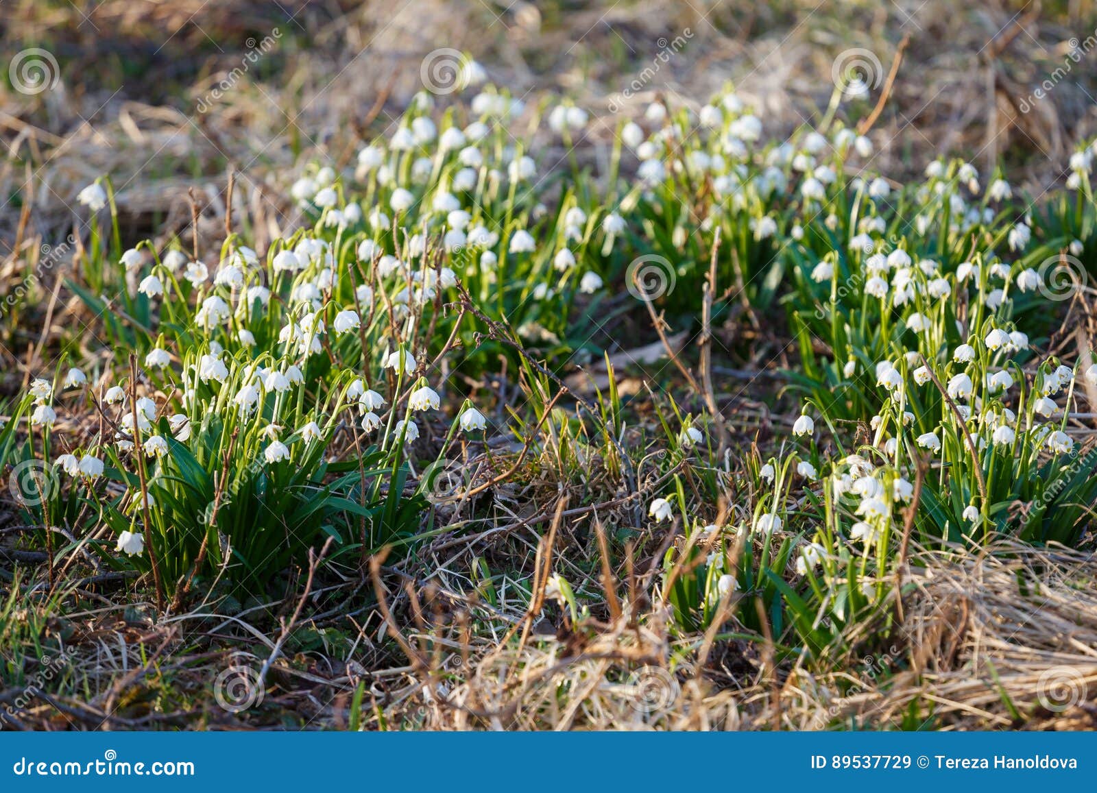 White Spring Snowflake Flowers Leucojum Vernum, Springtime Bac Stock ...
