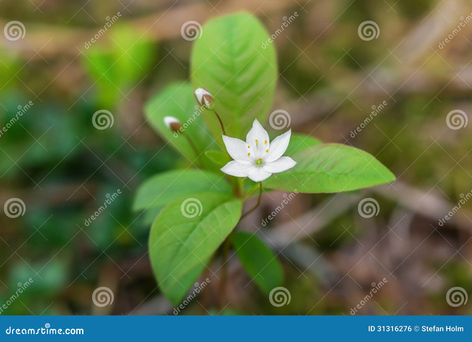 White spring starflower stock photo. Image of delicate - 31316276