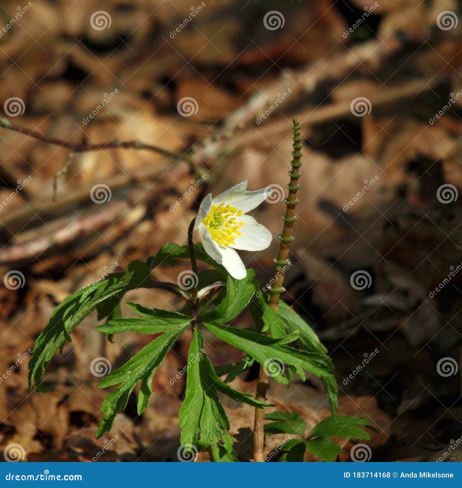 A White Spring Swirl Flower on a Blurred Dark Background Stock Photo ...
