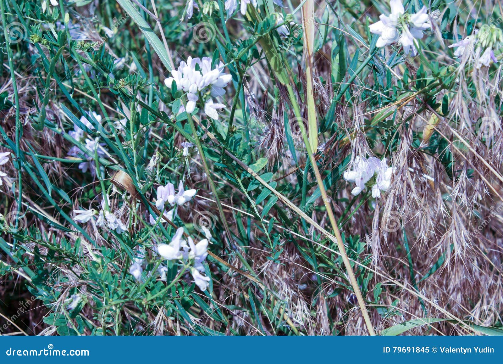 White spring wild flowers stock image. Image of green - 79691845