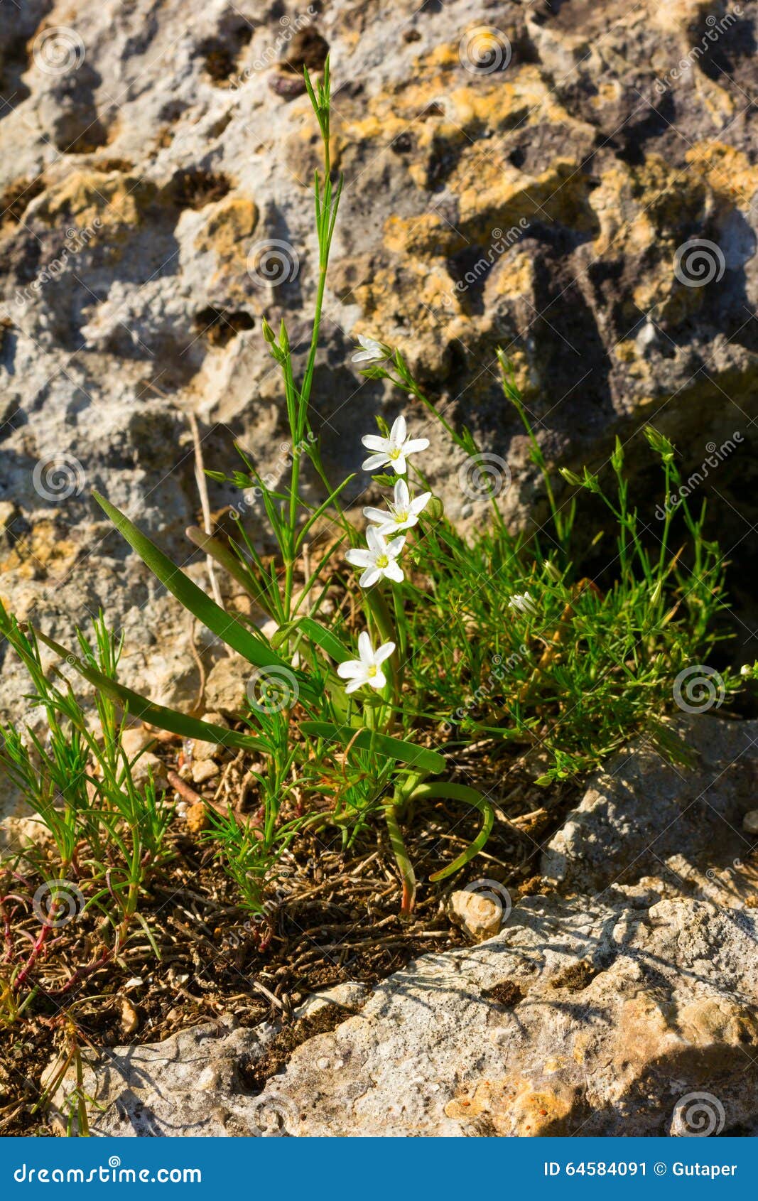 White spring wild flowers stock image. Image of rocks - 64584091