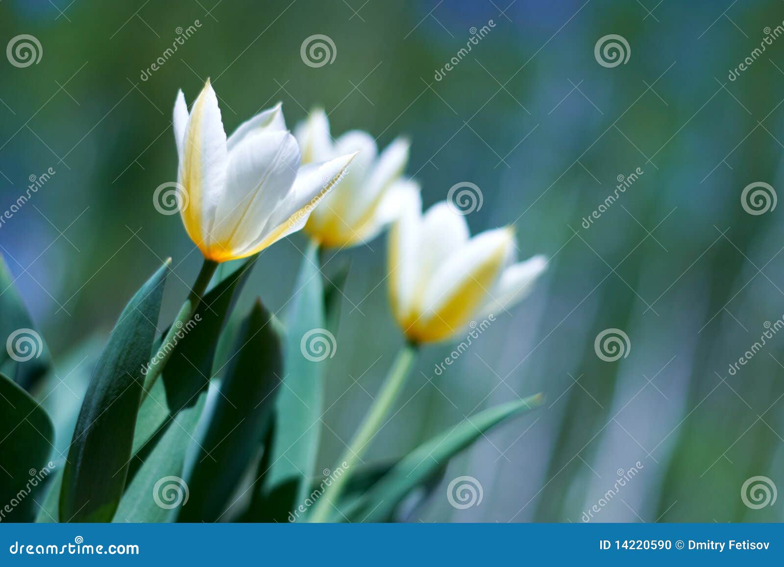 White spring a young tulip stock photo. Image of beauty - 14220590
