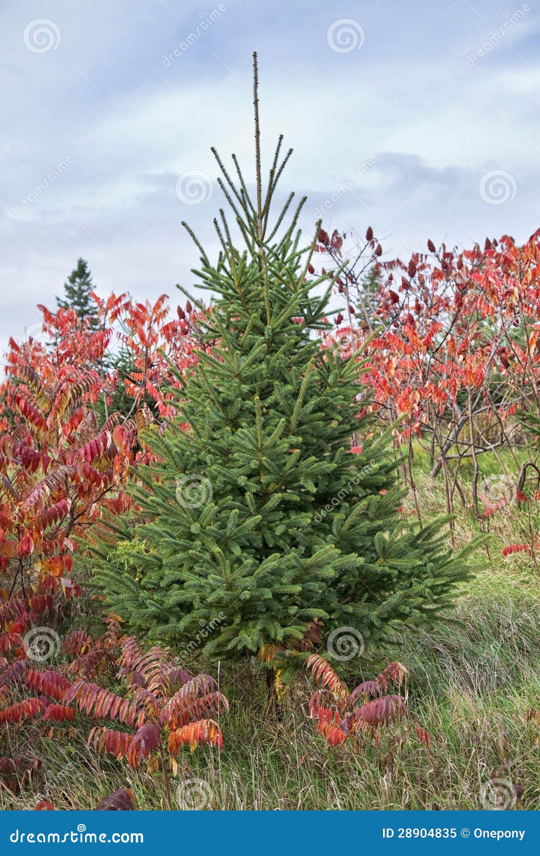 White Spruce stock image. Image of color, sumac, picea - 28904835