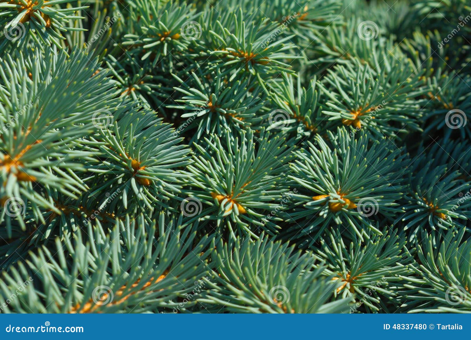 White spruce stock photo. Image of freshness, twig, spruce - 48337480