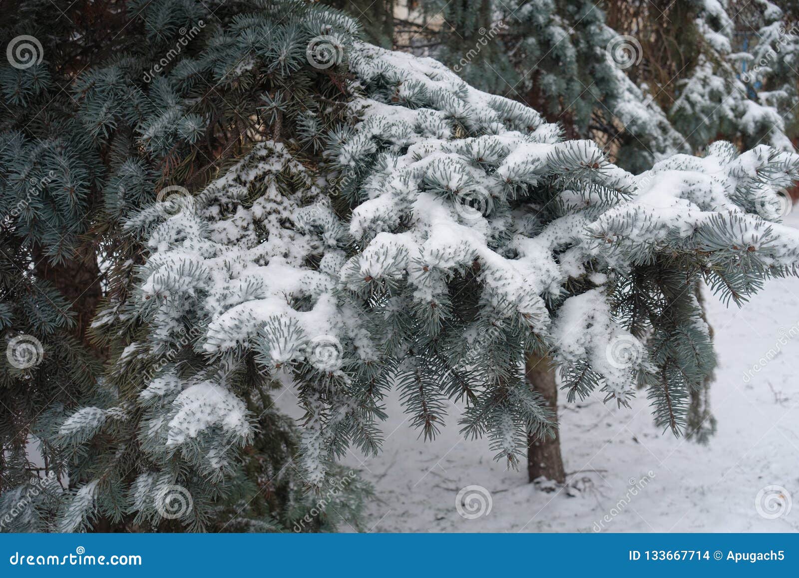 White Spruce Branches Covered with Snow Stock Photo - Image of branches ...