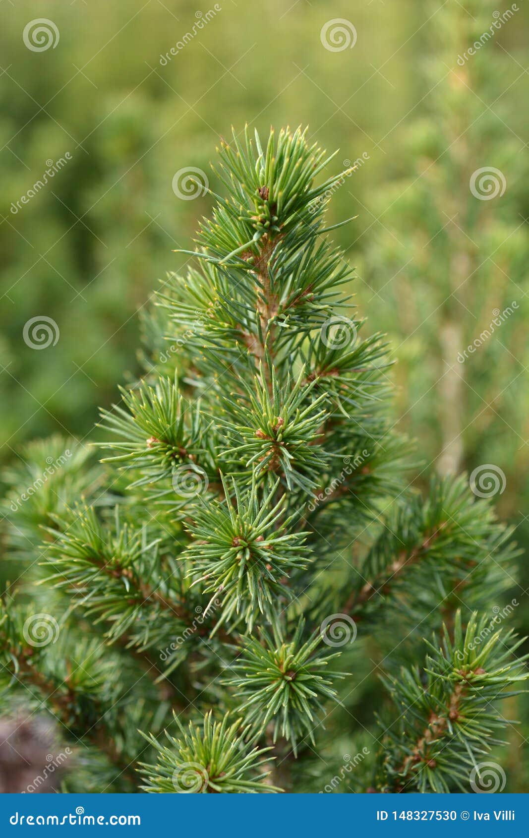 White Spruce Or Picea Glauca Tree With Cones Royalty-Free Stock Image ...