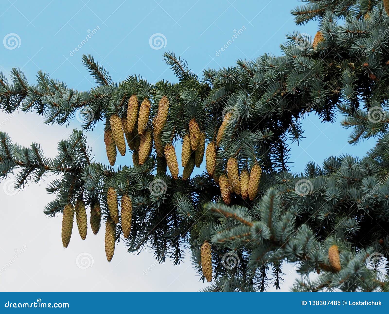 White Spruce or Picea Glauca with Cones Stock Image - Image of conifer ...