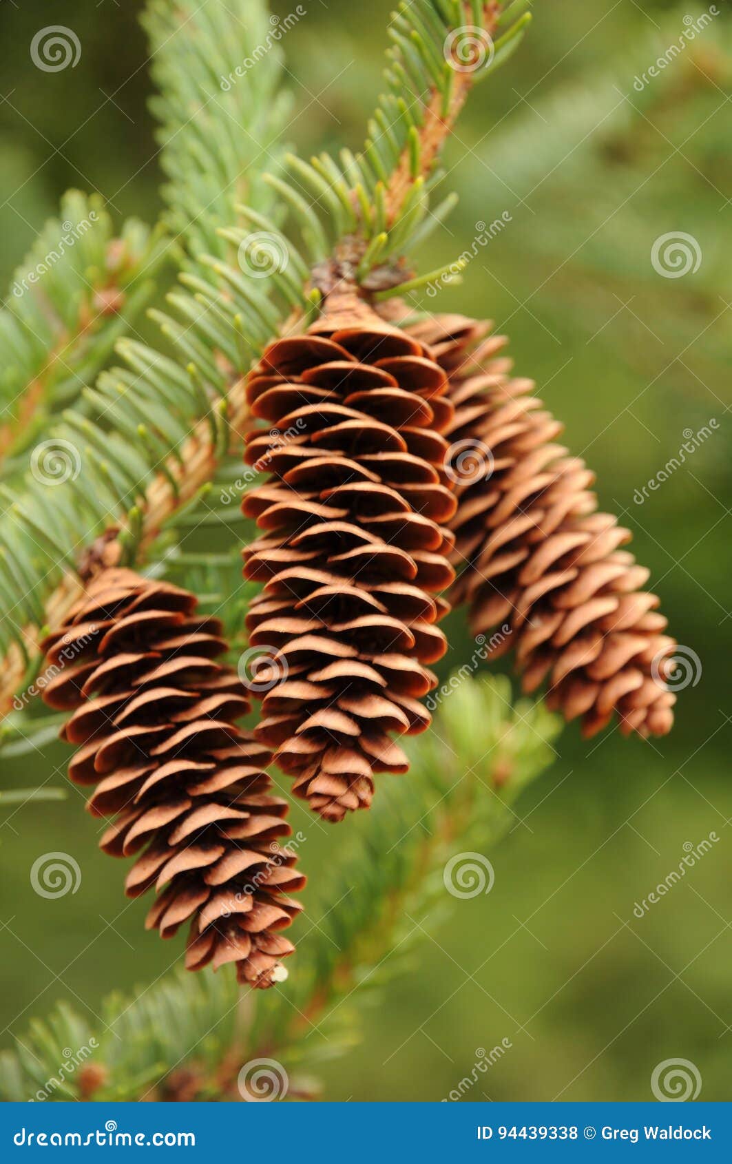 White Spruce Or Picea Glauca Tree With Cones Royalty-Free Stock Image ...