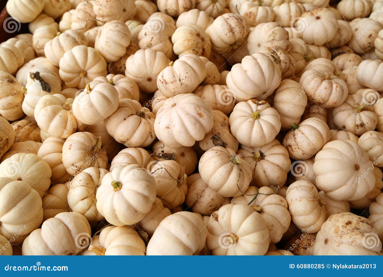 White squash stock image. Image of harvesting, botanical - 60880285