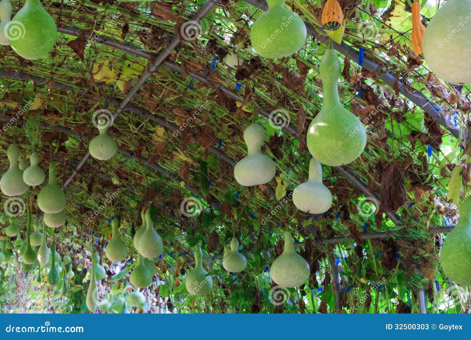 White squash stock image. Image of korea, ingredient - 32500303