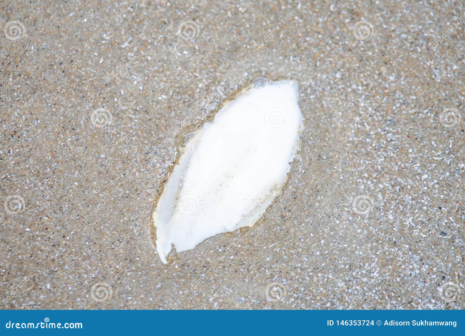 White Squid Carapace on the Beach Stock Photo - Image of animal, ripple ...