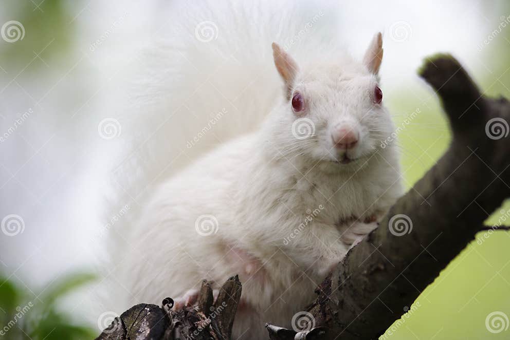 White Squirrel stock image. Image of mammals, animals - 1554403