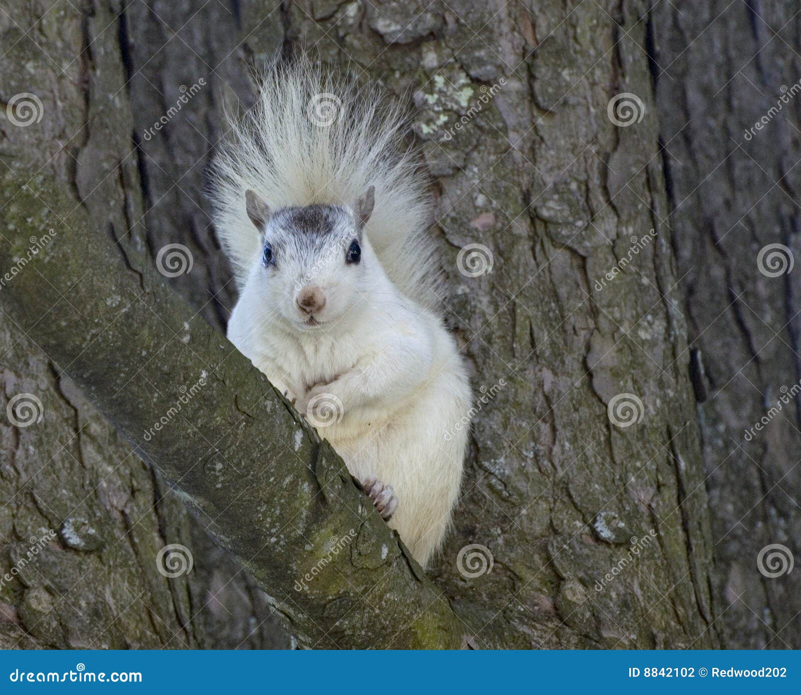 White Squirrel On Tree Stock Photo | CartoonDealer.com #41972418