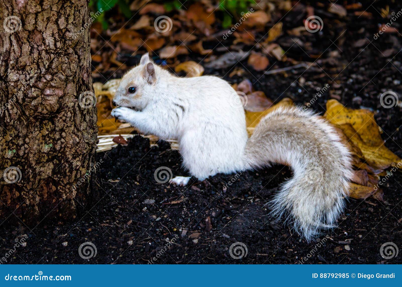 White Squirrel stock image. Image of rodent, albino, eastern - 88792985