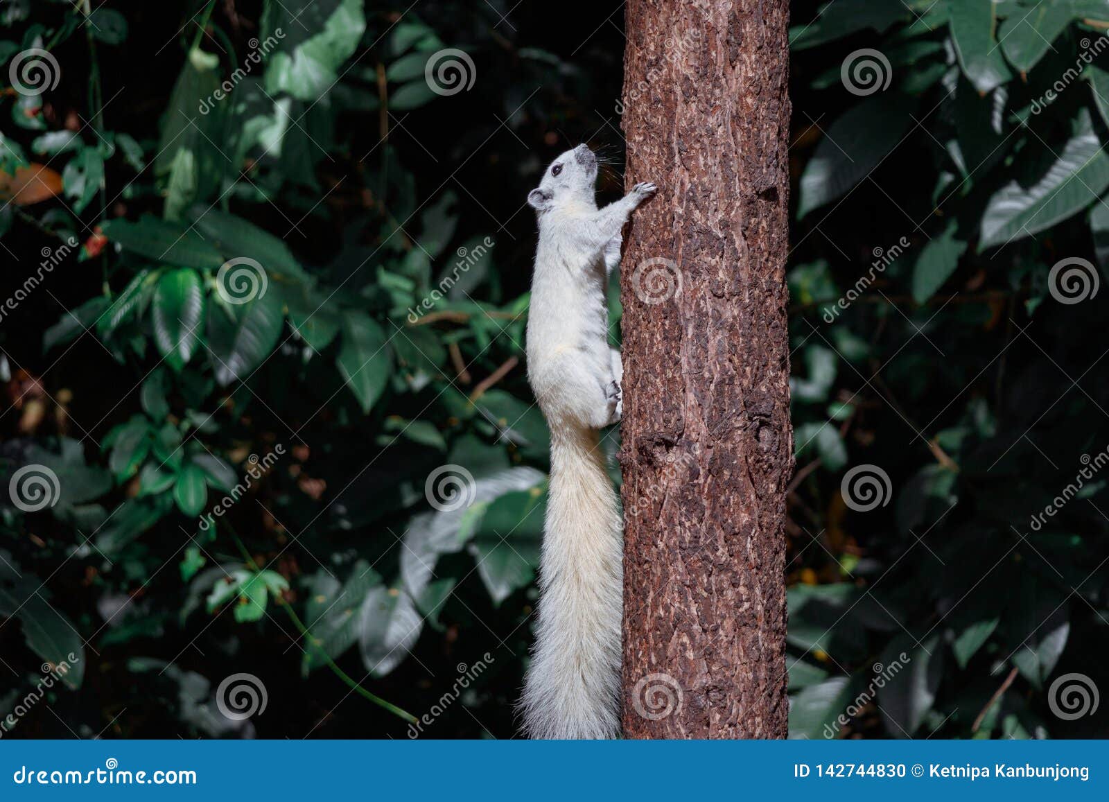 The White Squirrel is Climbing Up the Tree Stock Photo - Image of ...