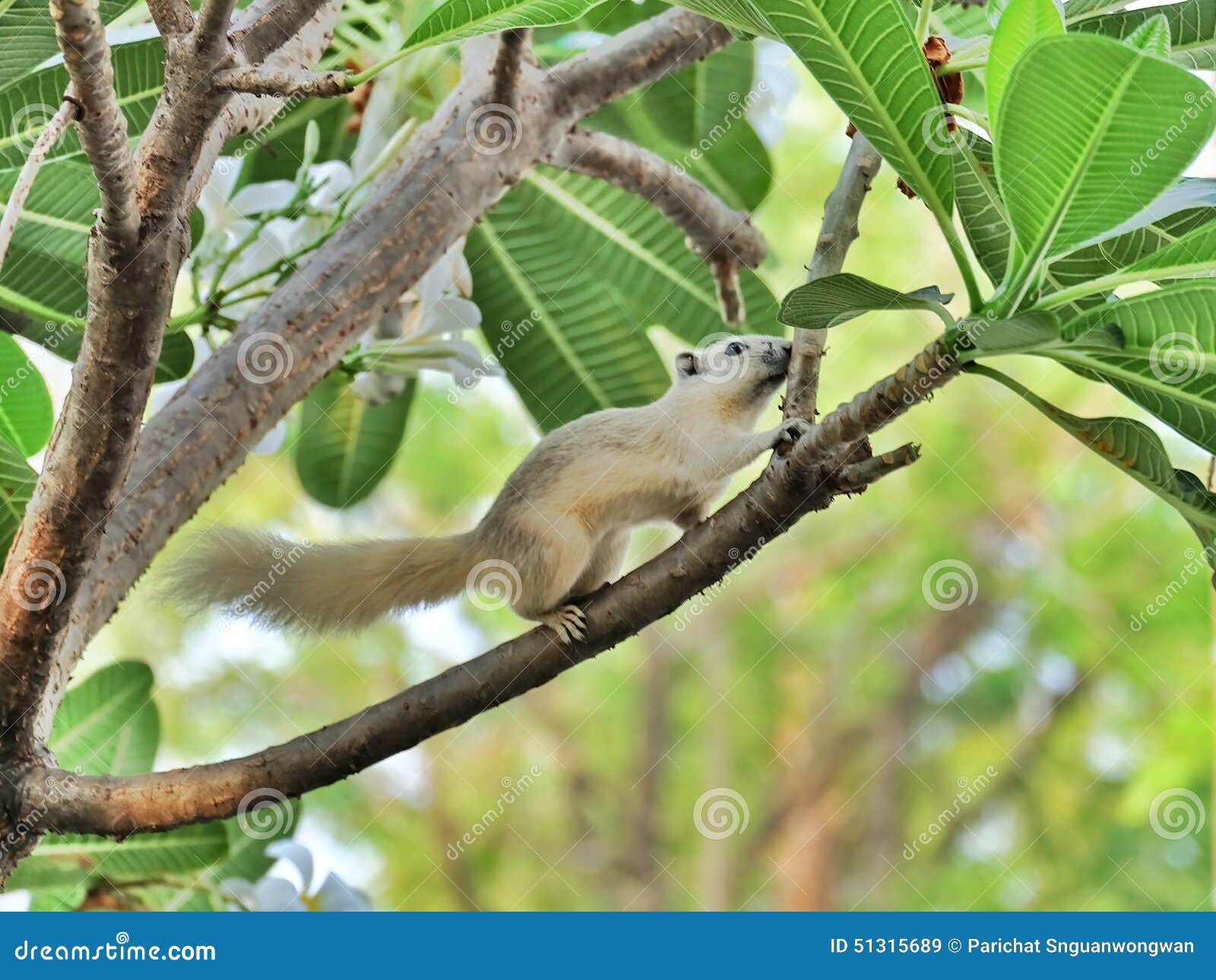 White Squirrel stock image. Image of squirrel, white - 51315689