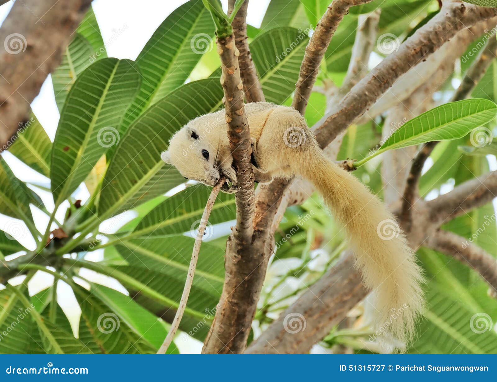 White Squirrel stock image. Image of frangipani, white - 51315727
