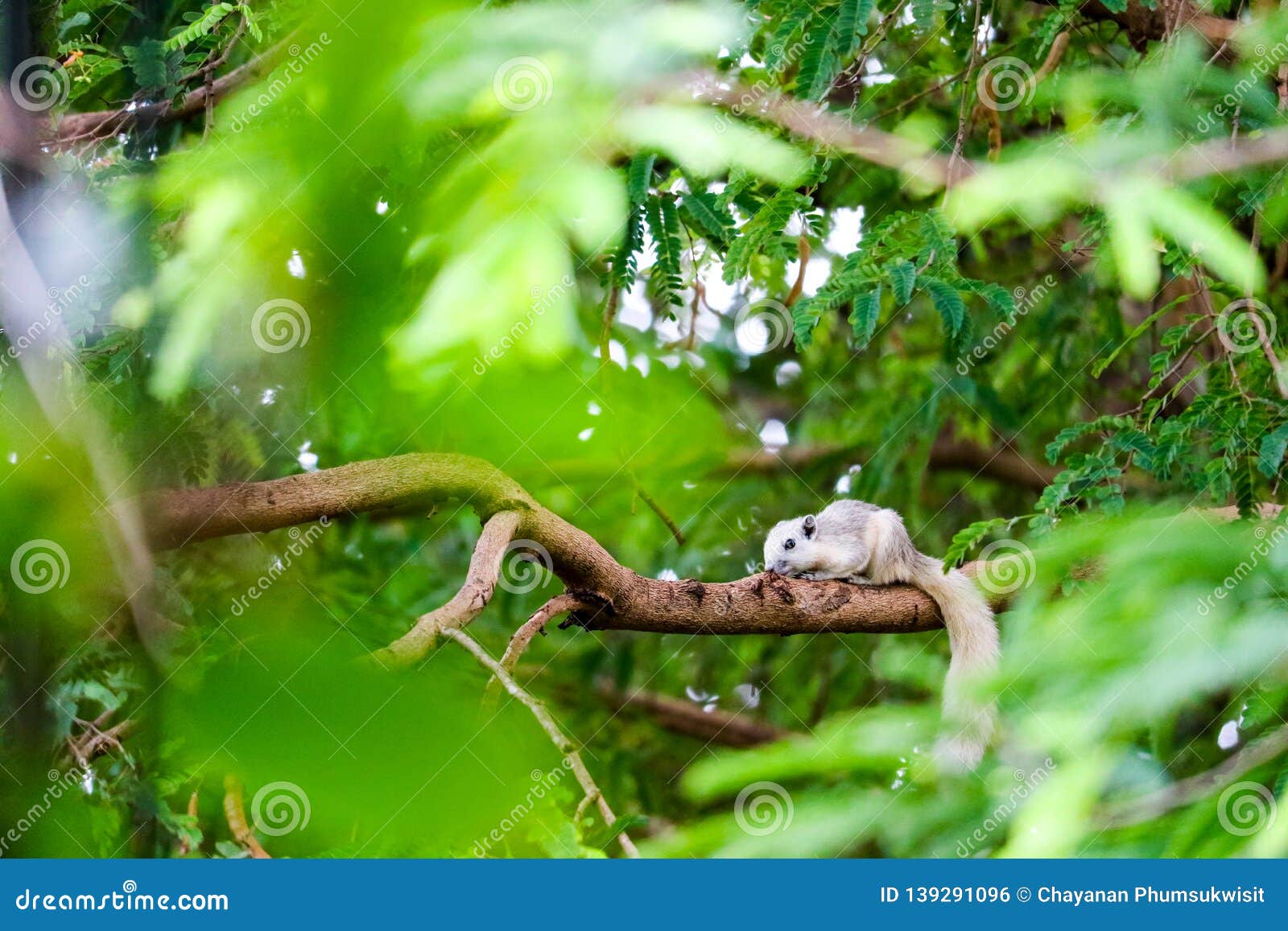 White Squirrel Hides in Shadow of the Leaves on Big Branches Tree Stock ...