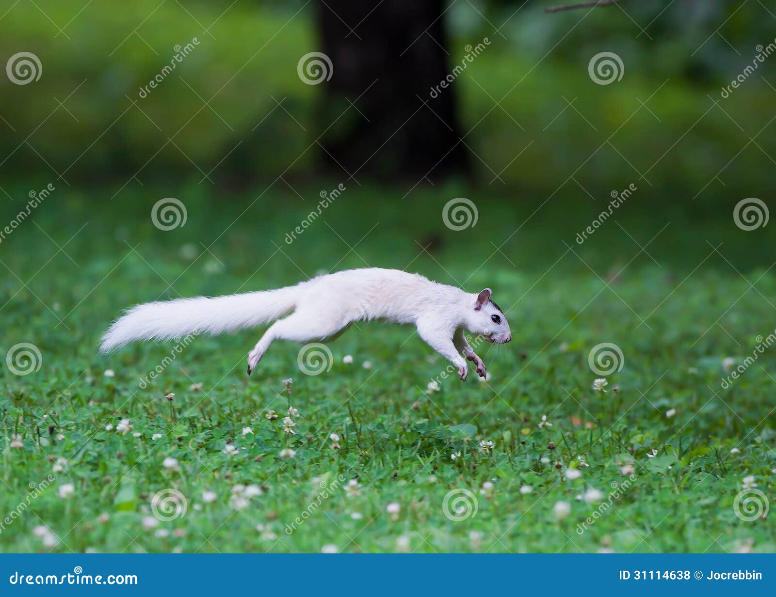 White Squirrel Leaping Over Clover Stock Photo - Image of critter ...