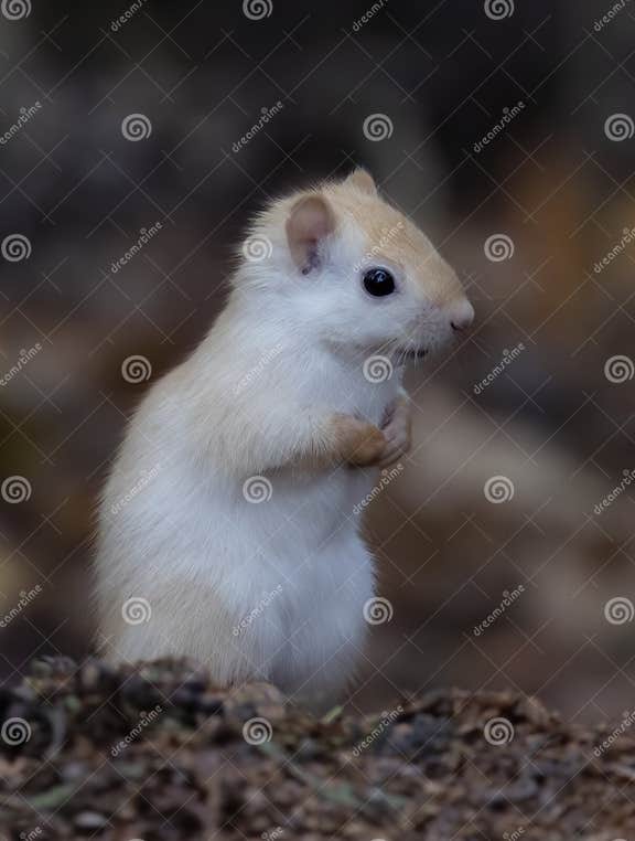 A White Squirrel (leucistic Red Squirrel) in the Autumn Forest in ...