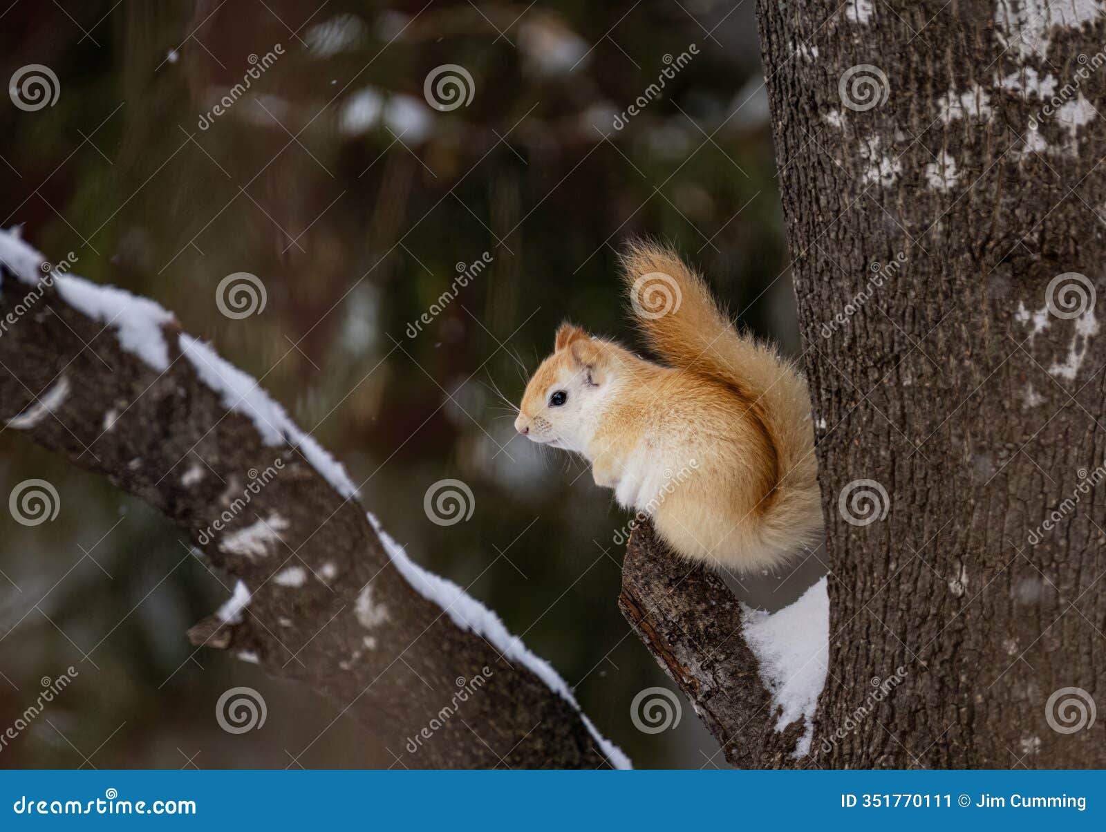A White Squirrel On A Tree Stock Photo | CartoonDealer.com #31090440