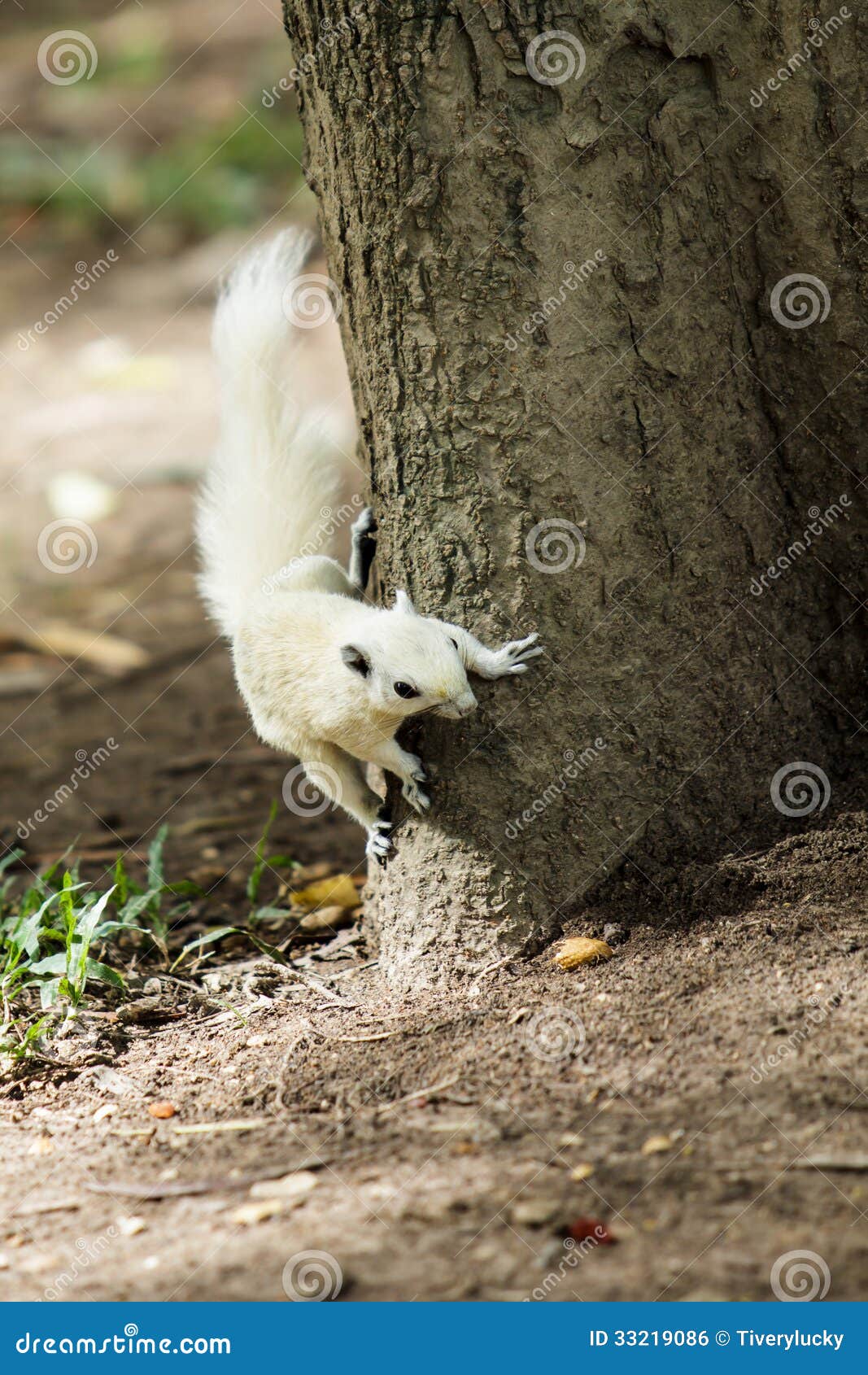 White squirrel stock photo. Image of outdoor, animal - 33219086
