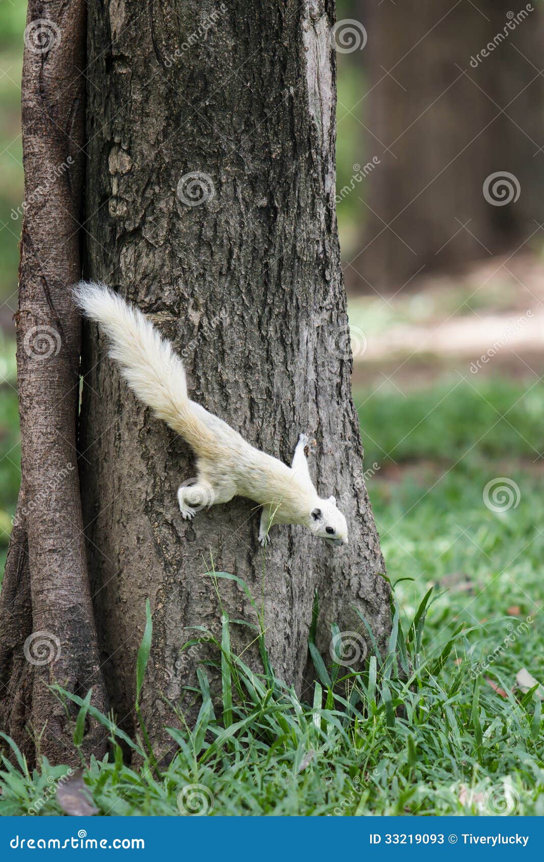 White squirrel stock image. Image of creature, furry - 33219093